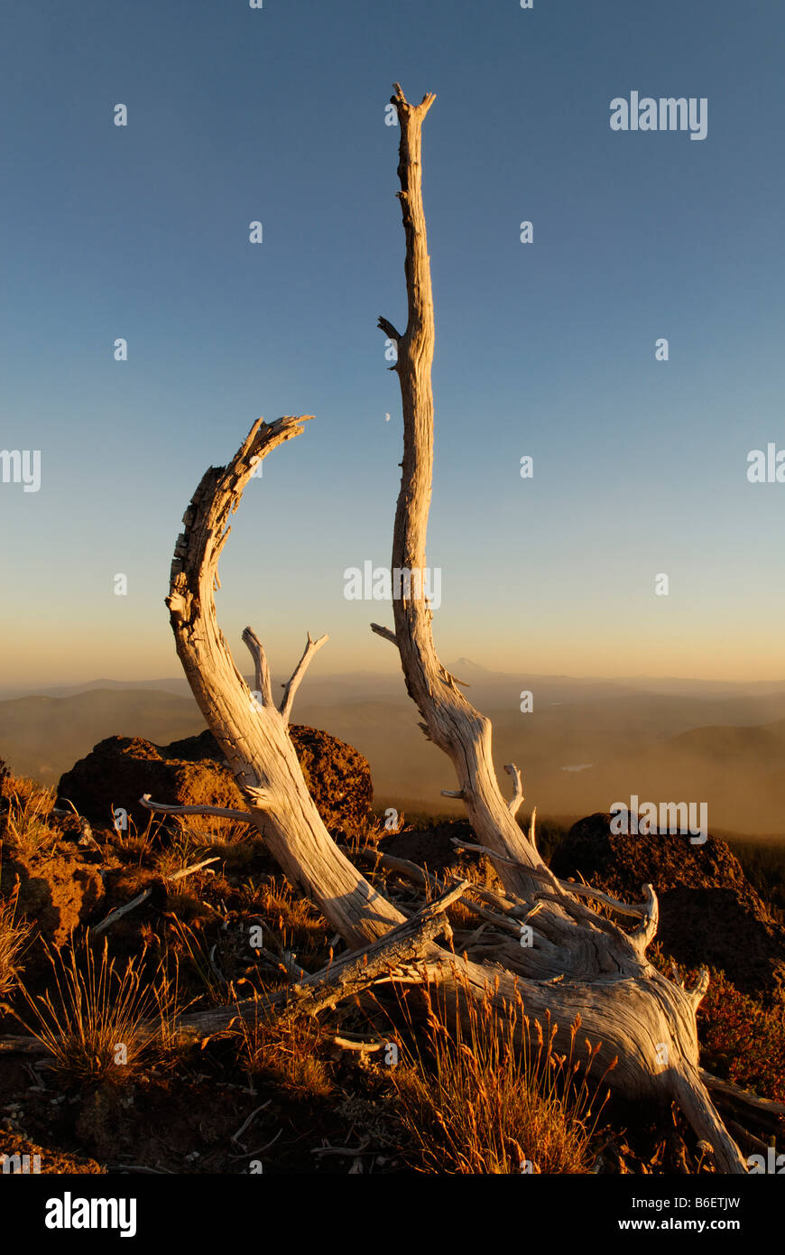 Skeletal trees hi-res stock photography and images - Alamy