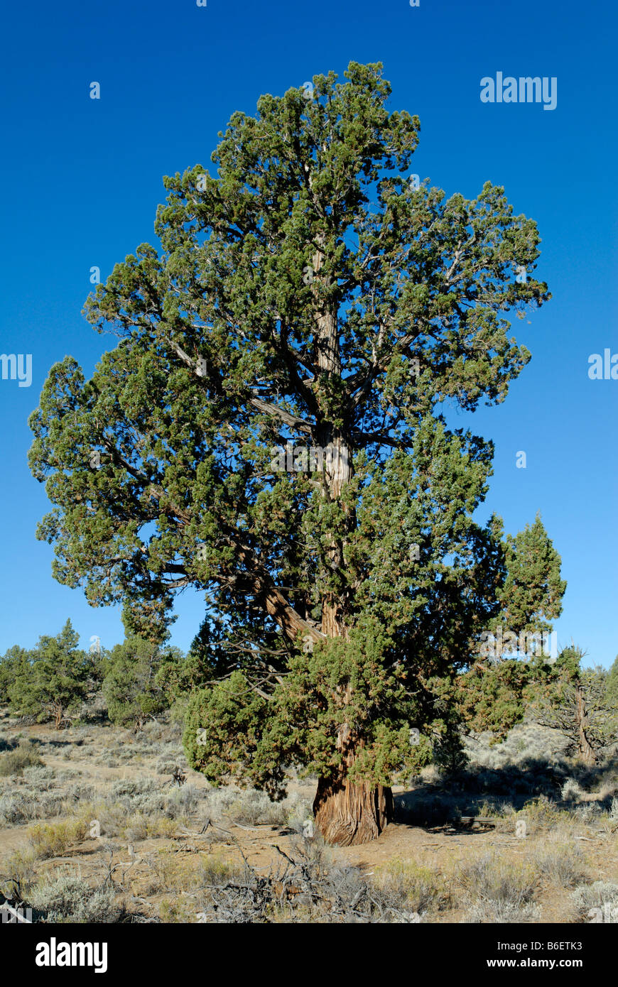Juniper tree hi-res stock photography and images - Alamy