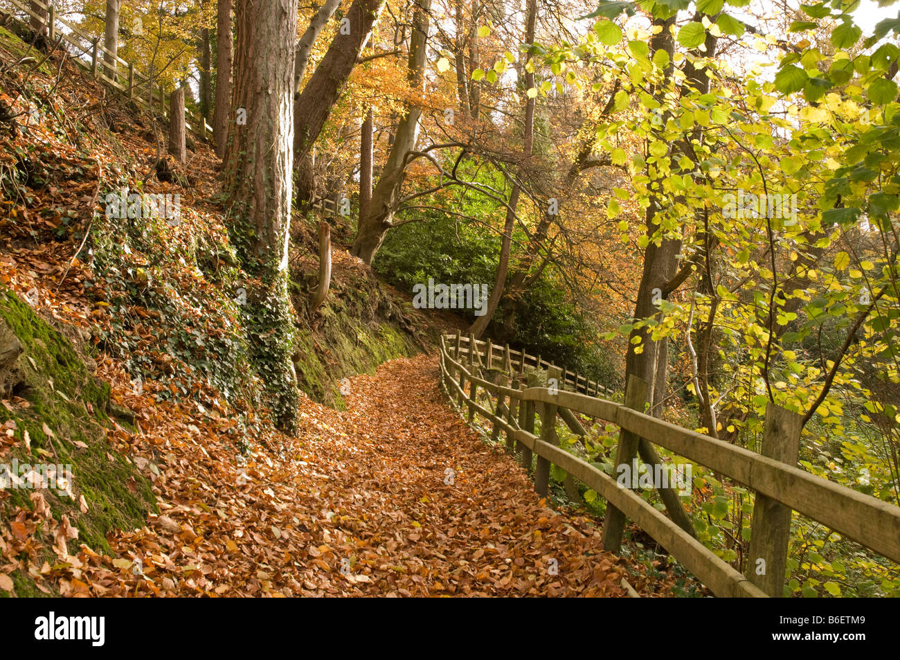 Autumn in Crawfordsburn Country Park Stock Photo - Alamy