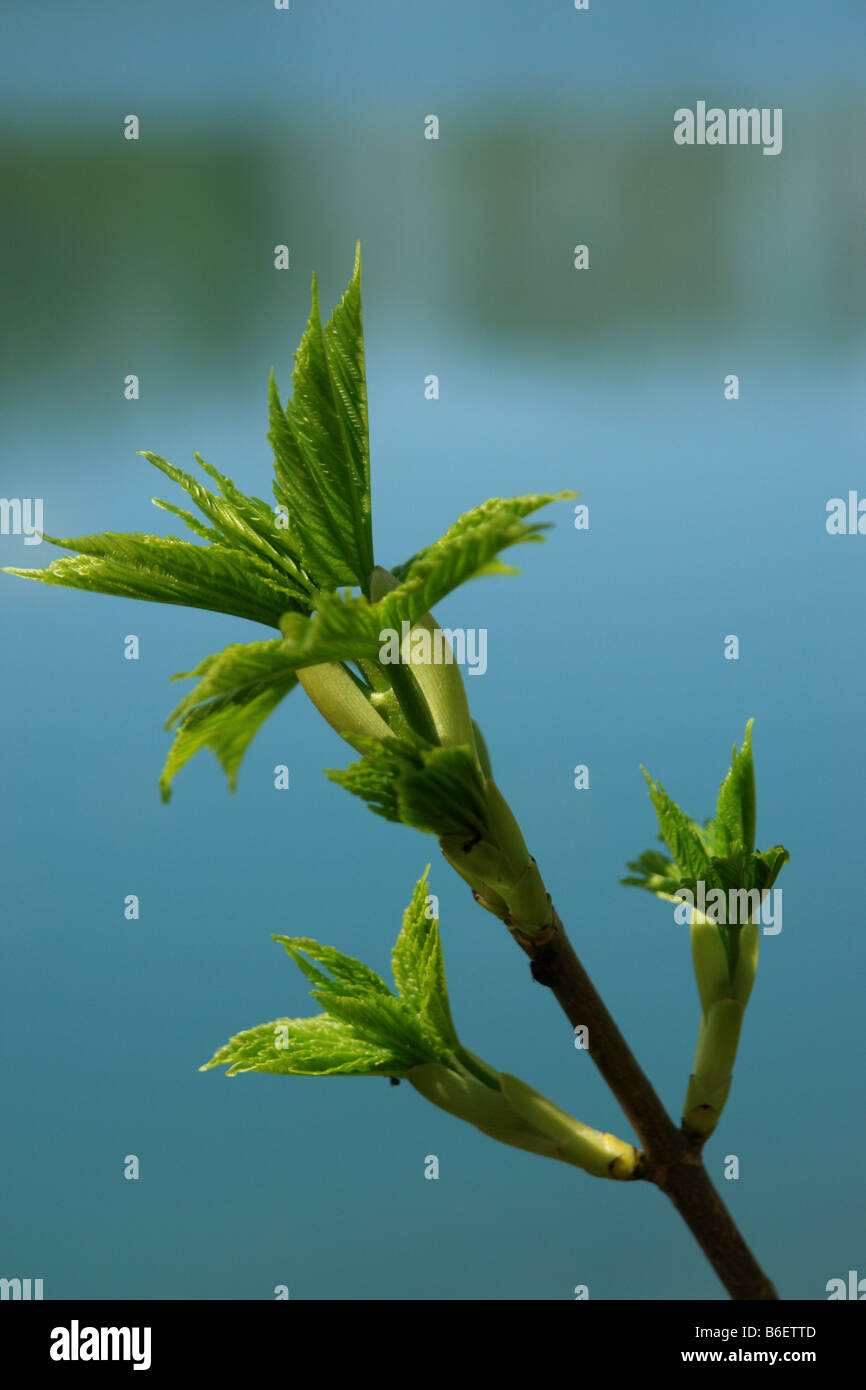 a sprout at spring time Stock Photo - Alamy