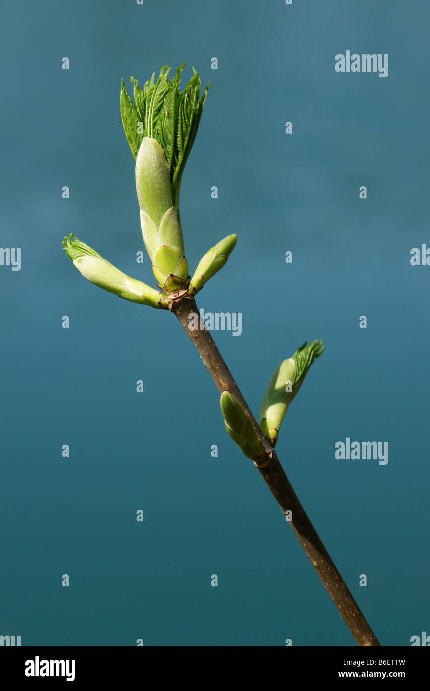 a sprout at spring time Stock Photo - Alamy