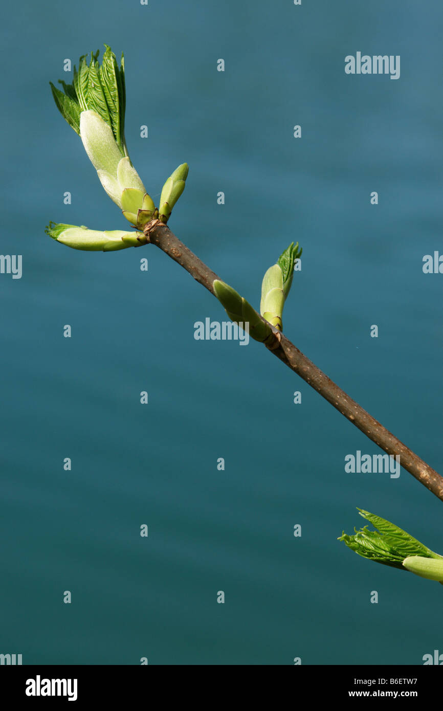 a sprout at spring time Stock Photo - Alamy
