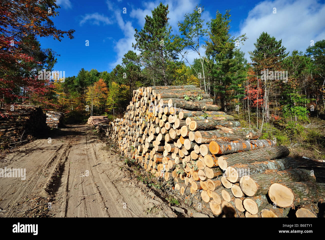 Logging in Minnesota's northwoods Stock Photo - Alamy