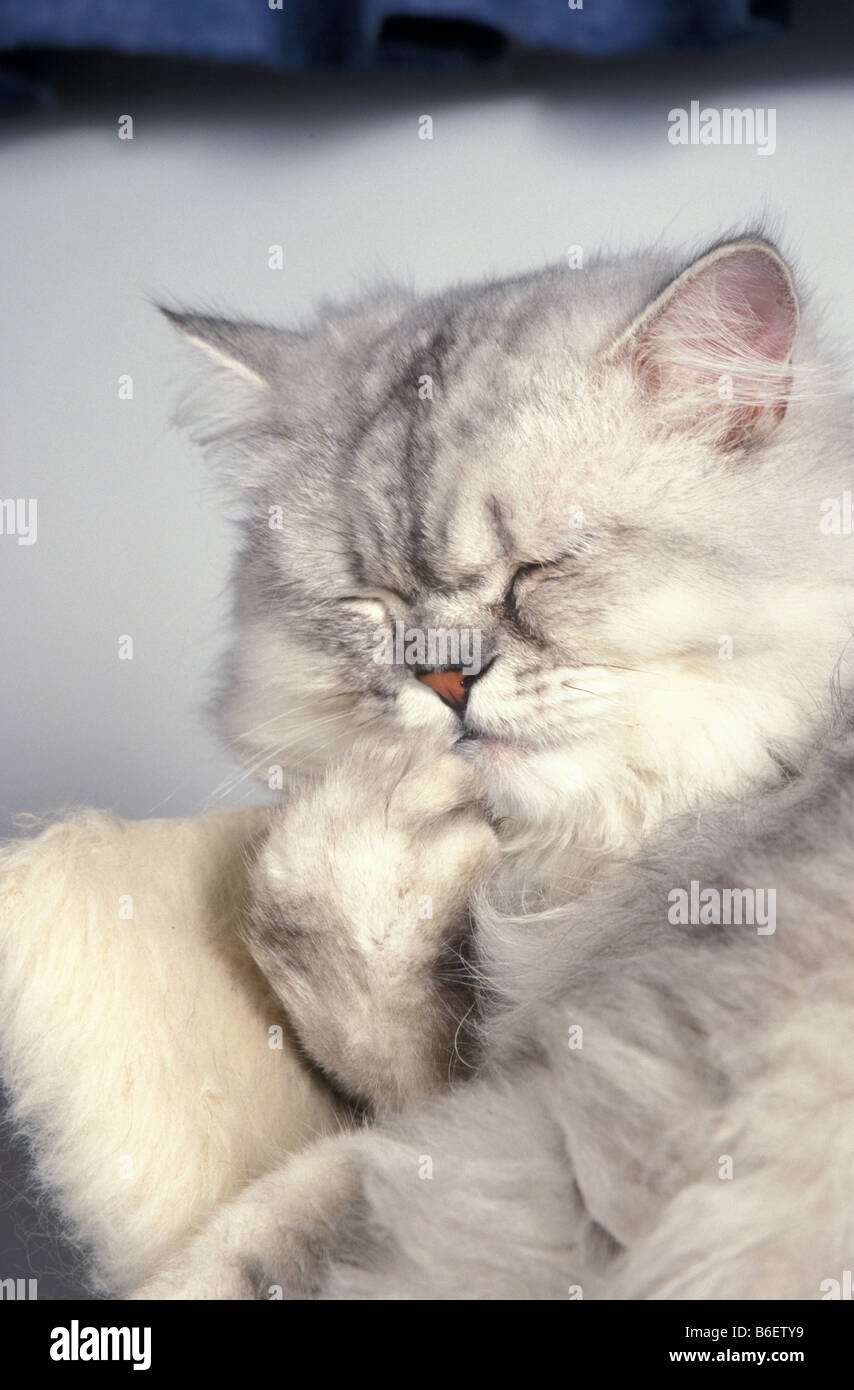 silver spotted persian cat washing its paws Stock Photo - Alamy