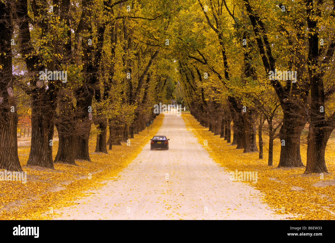 Avenue of trees in Autumn Stock Photo - Alamy