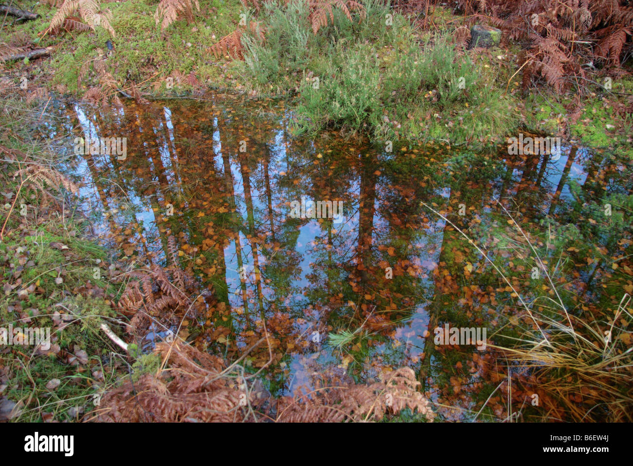 Puddle reflection wood hi-res stock photography and images - Alamy