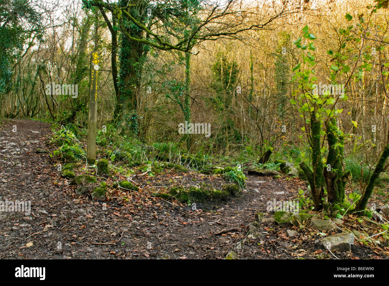 Public footpath between Oakhill and Nettlebridge in Harridge Woods ...