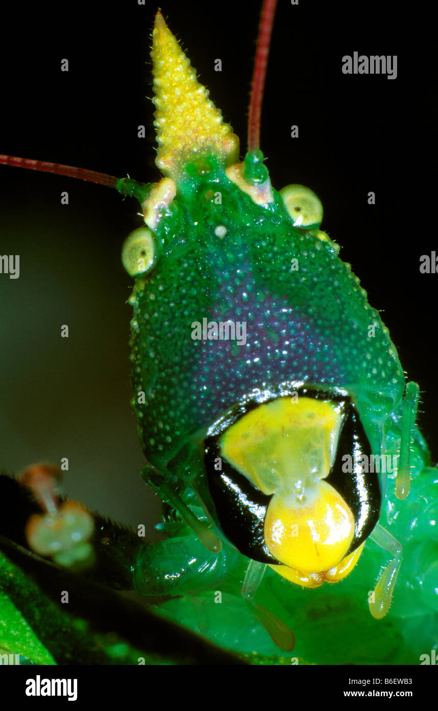 LONG-HORNED KATYDID Copiphora sp. Amazon Rainforest, Bolivia Stock ...