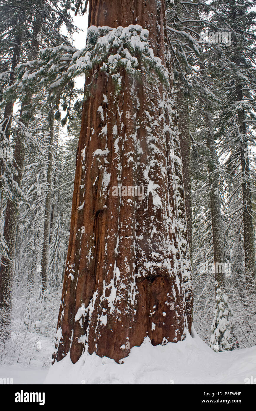 CALIFORINA - Snow covered Giant Sequoia tree in Tuolumne Grove near ...