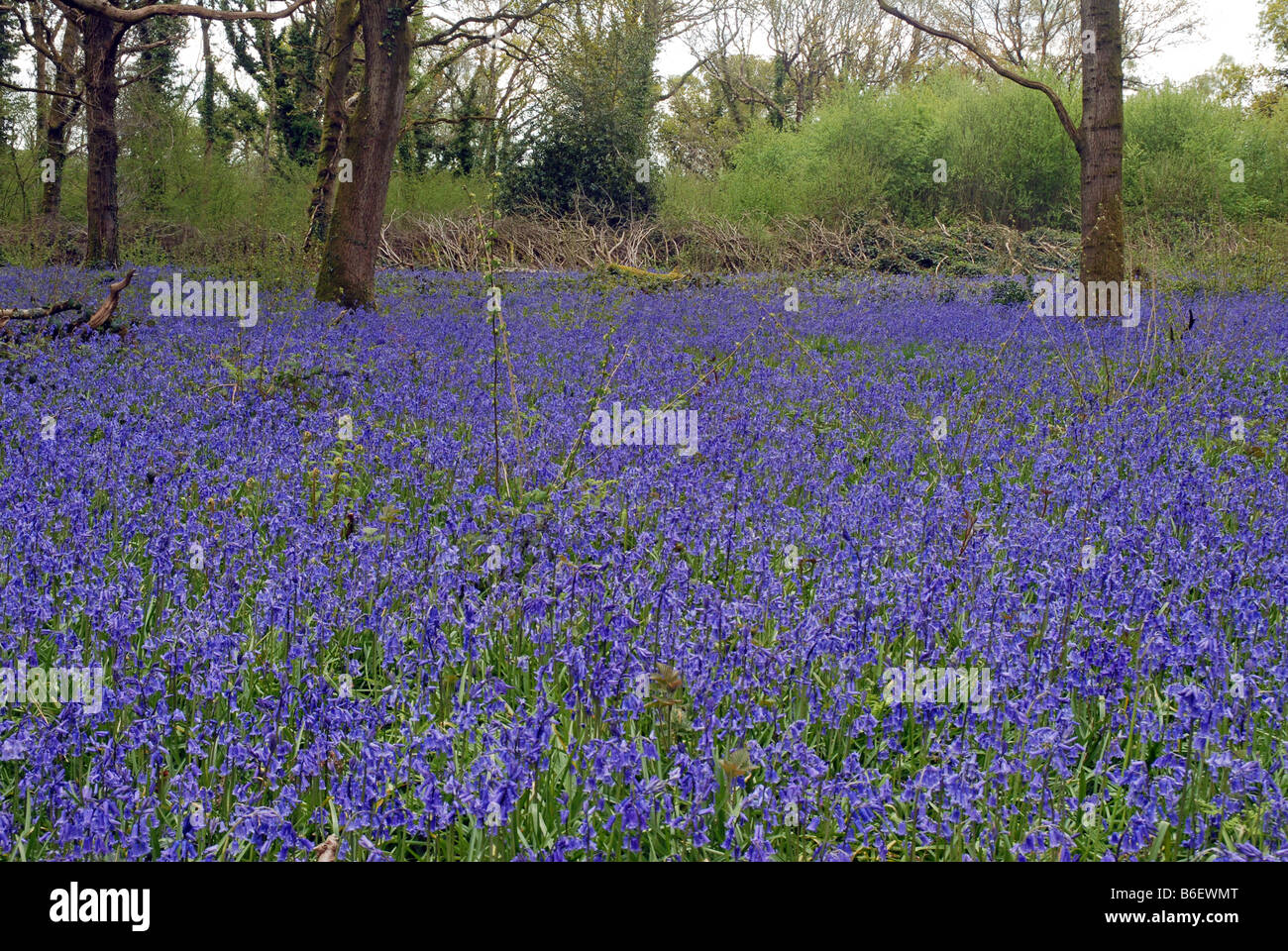 Spectacular Bluebell wood Stock Photo - Alamy