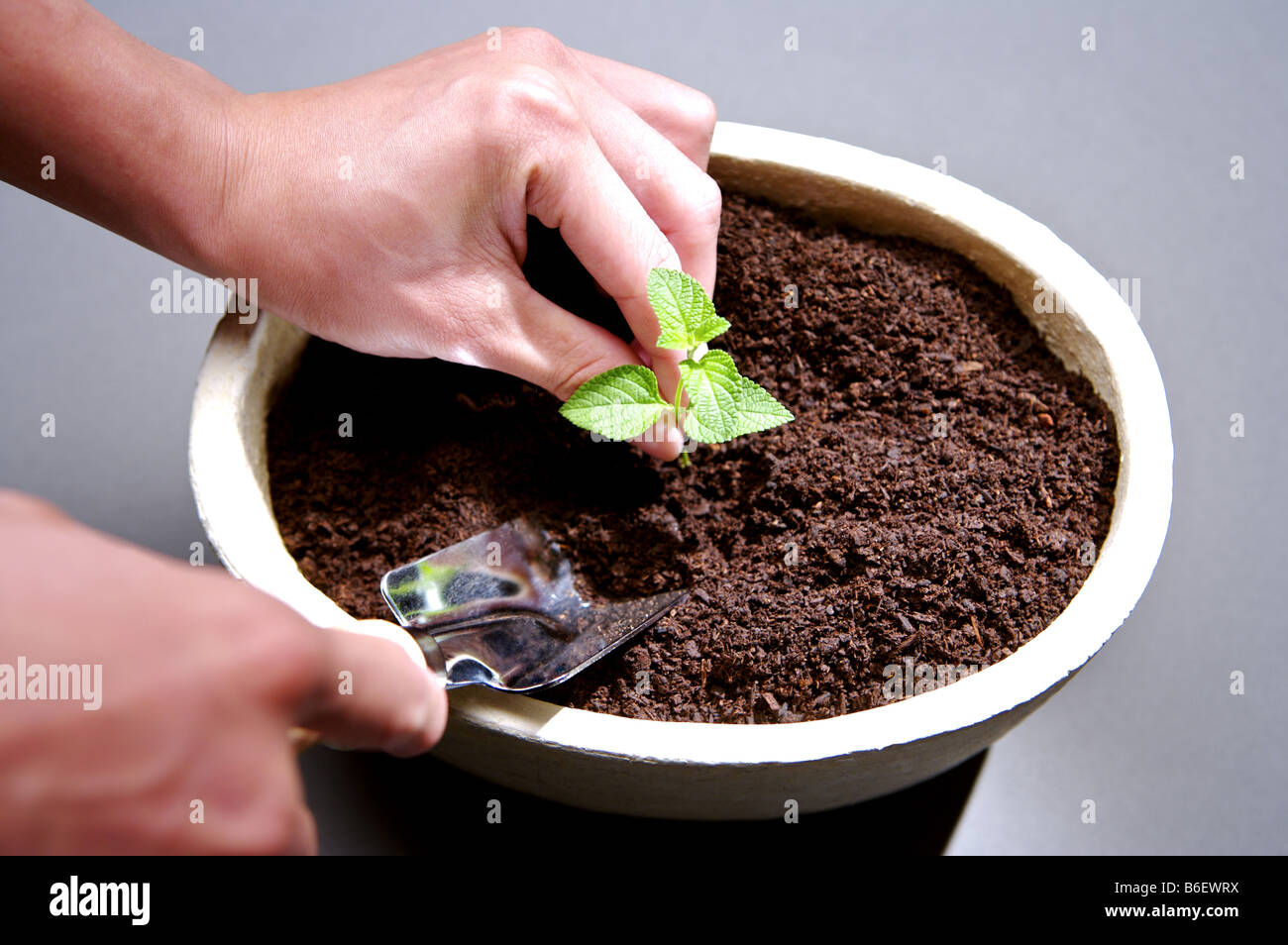 Young man holding a spade planting a small plant into a large flower ...