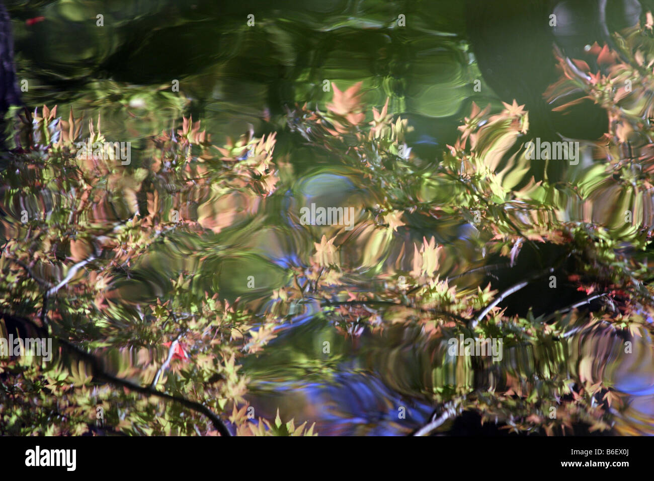 Reflection of Japanese Bloodroot tree leaves and sky on a pond water ...