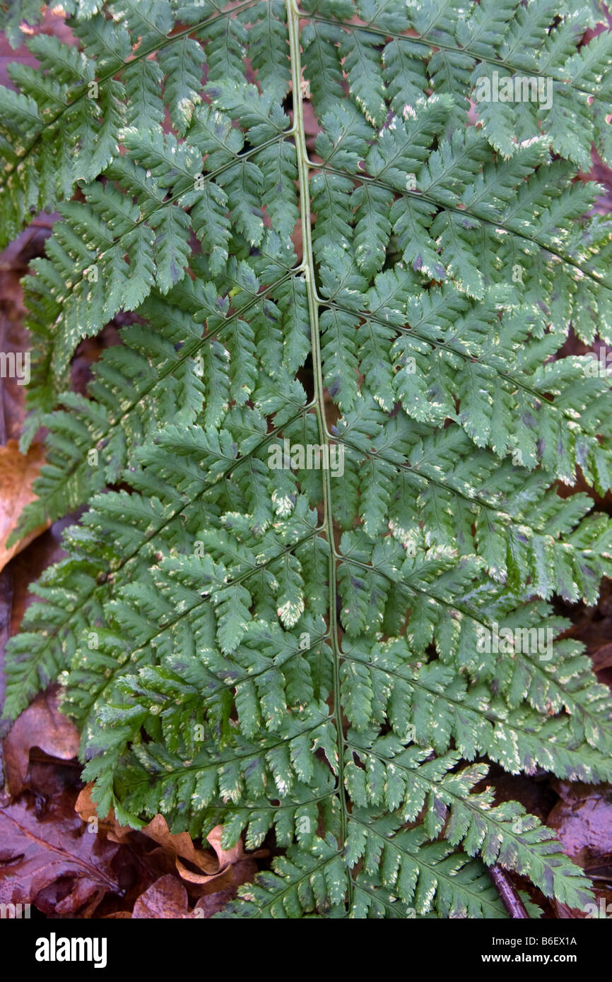 Tree fern uk garden hi-res stock photography and images - Alamy