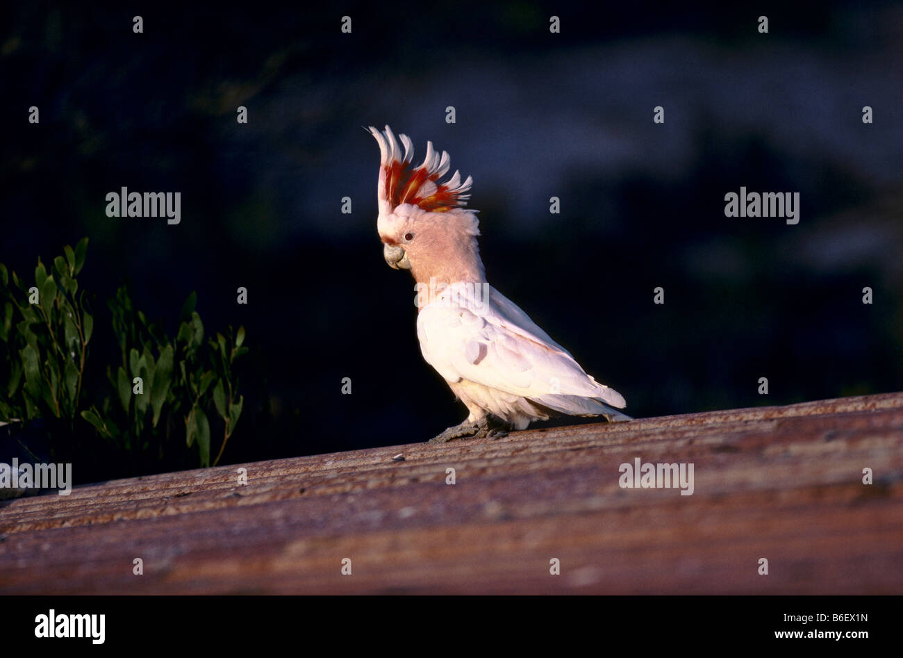 [Pink “Major Mitchell”] cockatoo Australia Stock Photo - Alamy