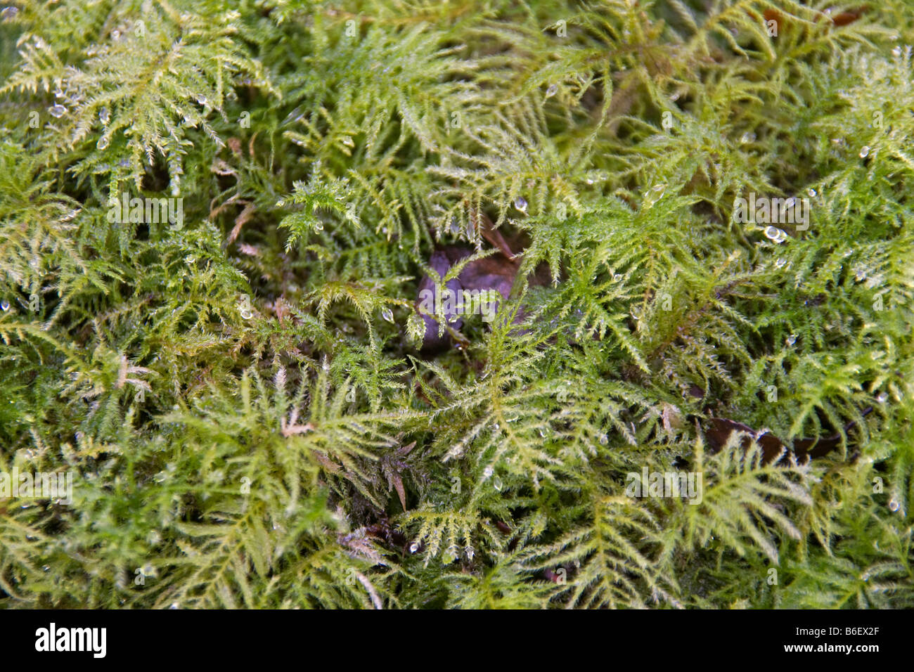 Uk moss ecosystem hi-res stock photography and images - Alamy