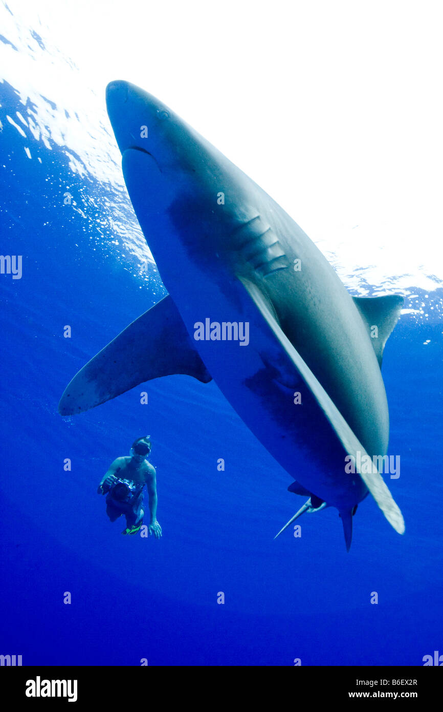 USA Hawaii Big Island Underwater view of photographer swimming toward ...