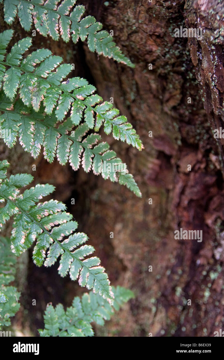 Canopy tree ferns hi-res stock photography and images - Alamy