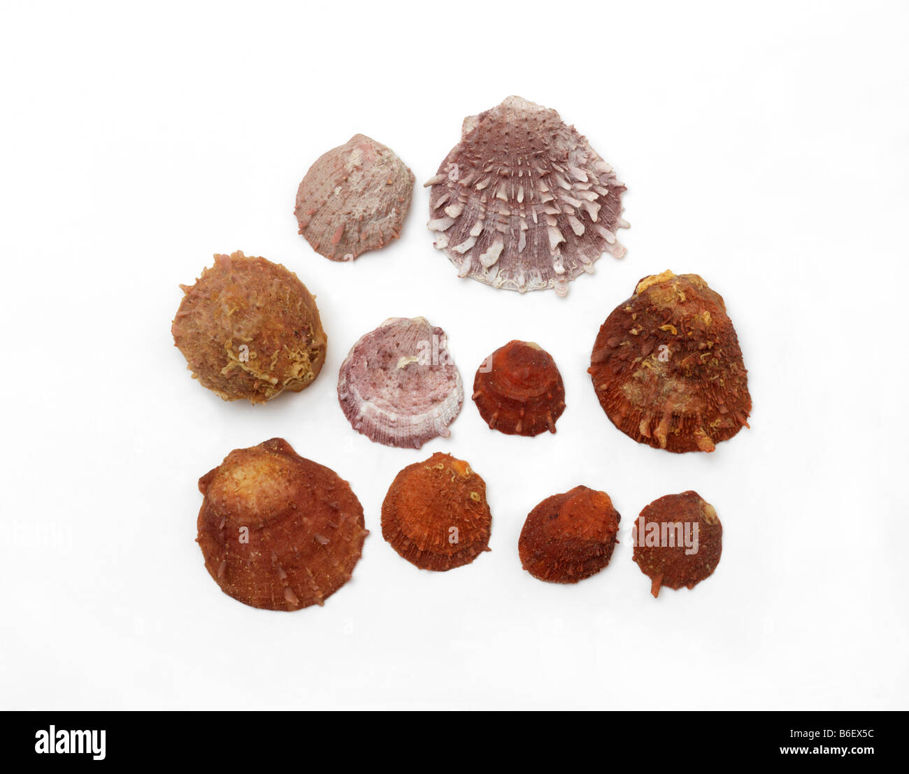 Spiny oyster hi-res stock photography and images - Alamy