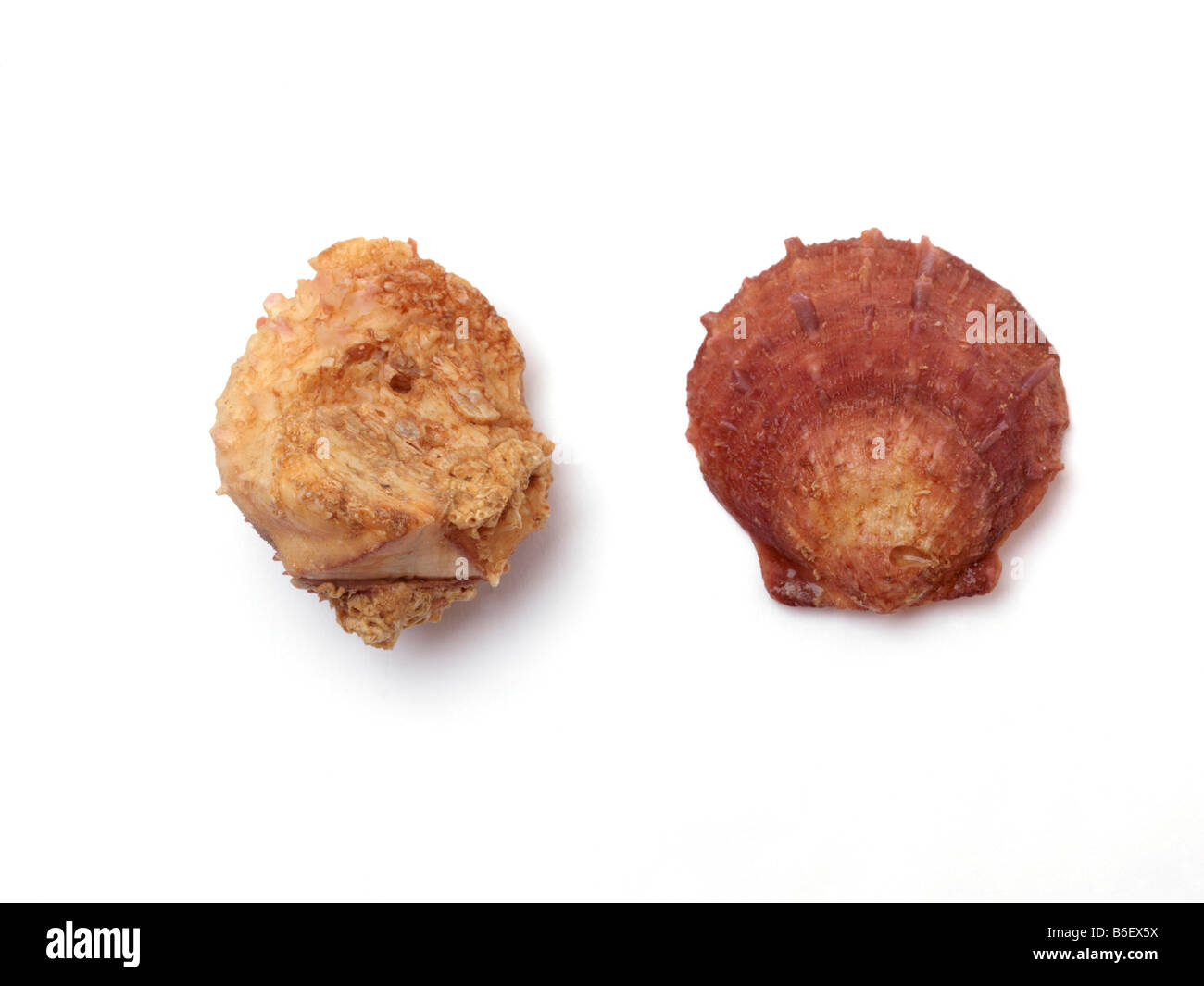 Spiny oyster hi-res stock photography and images - Alamy