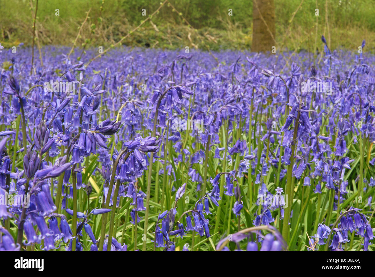 Spectacular Bluebell wood Stock Photo - Alamy