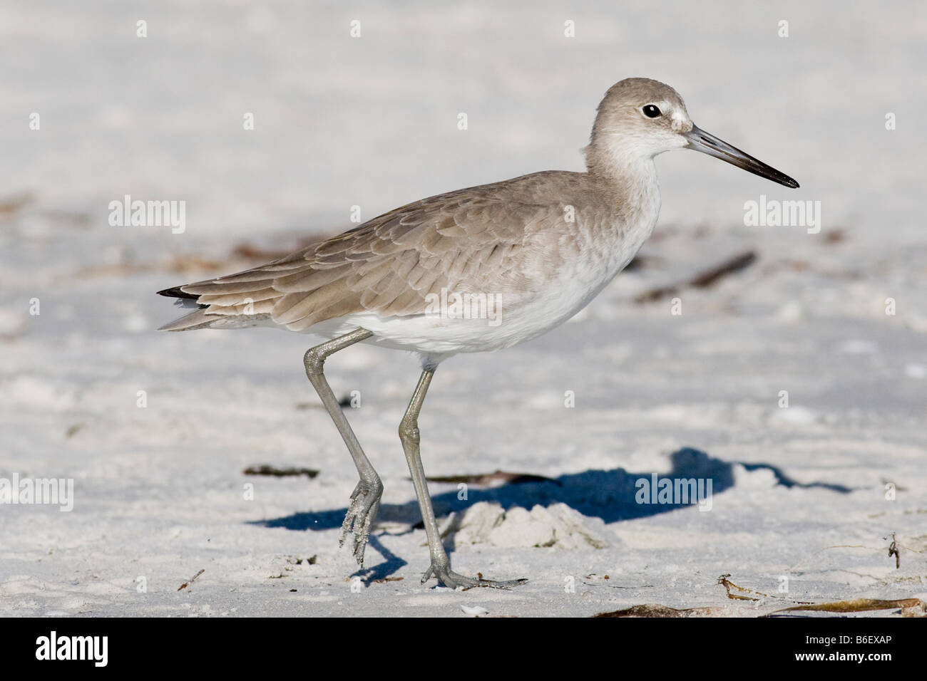 Dunlin hi-res stock photography and images - Alamy