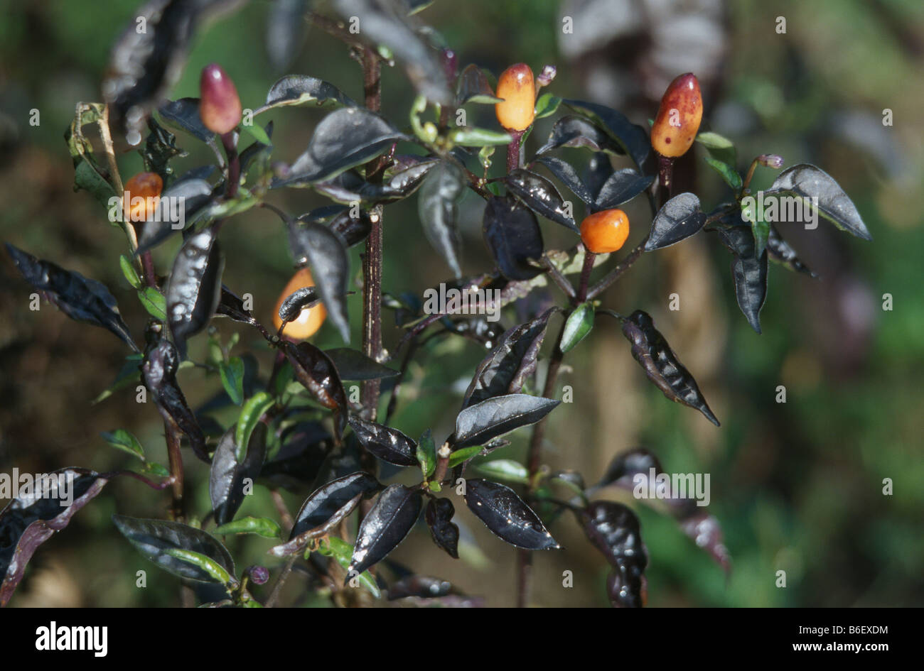 chili pepper, paprika (Capsicum annuum), with fruits, sort 'Chili Lila ...