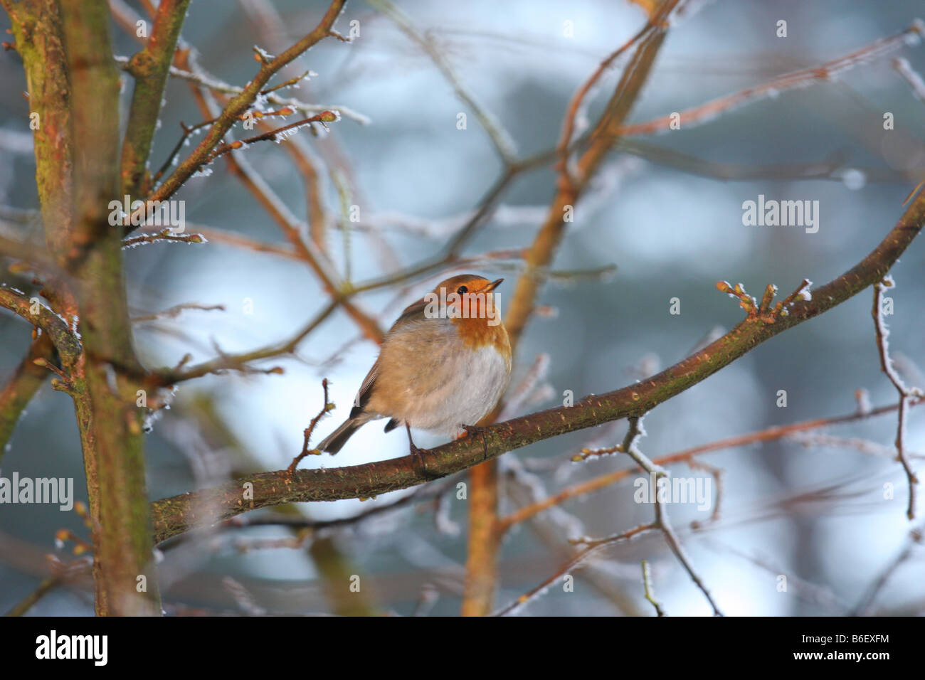 A redbreast on a branch Stock Photo - Alamy