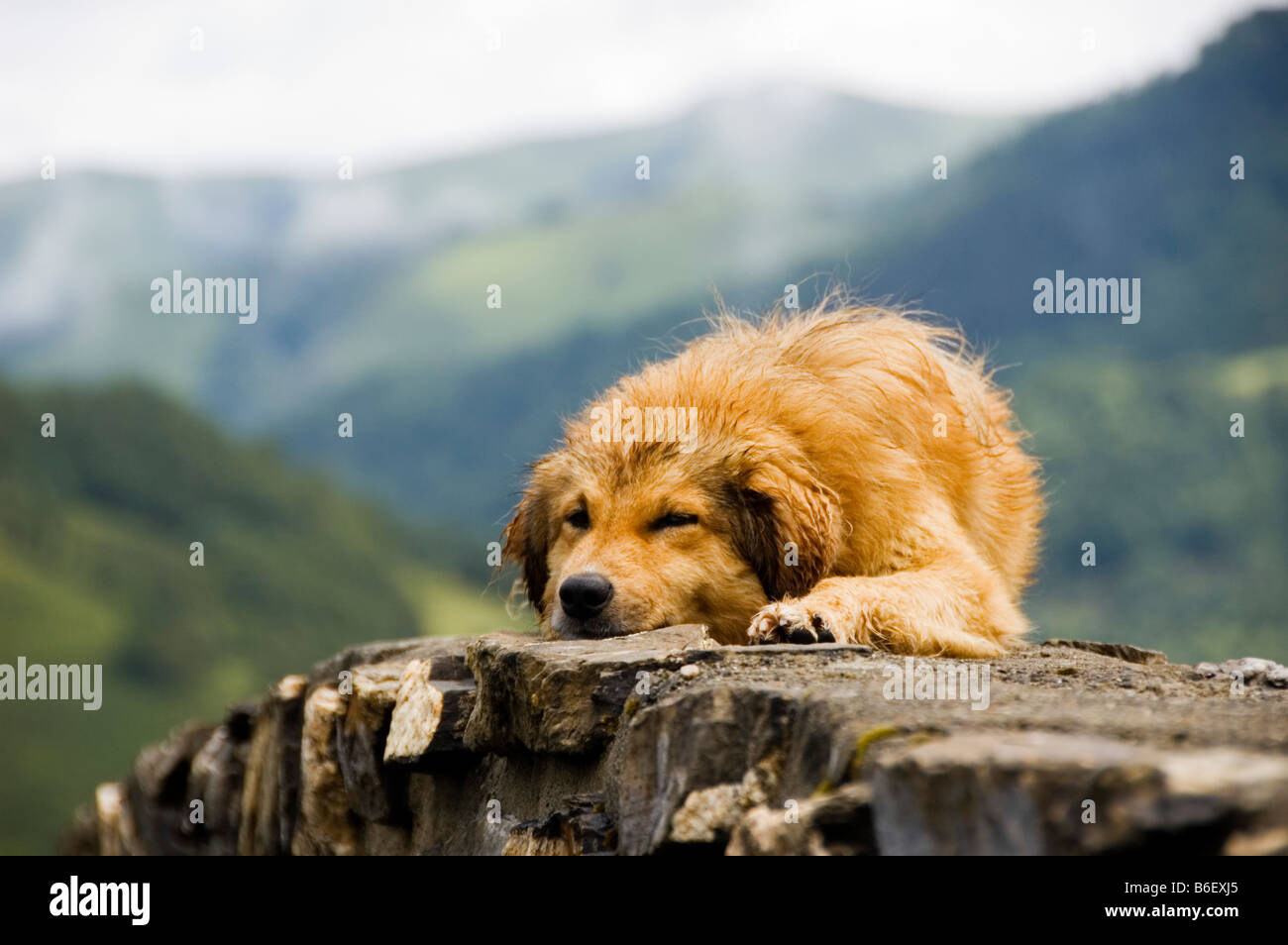 Dog sleeping over a wall Pyrenees France Stock Photo - Alamy