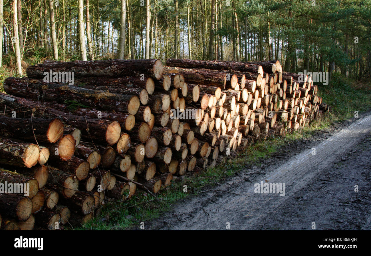 Log piles awaiting collection along forest track, Haughmond Hill ...