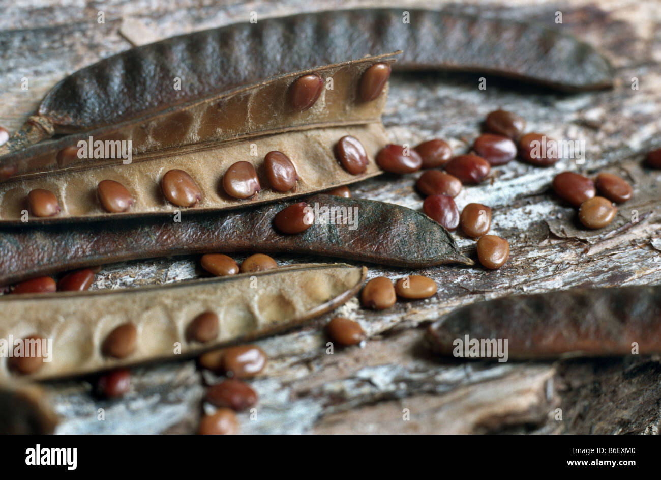 Broom seeds hi-res stock photography and images - Alamy