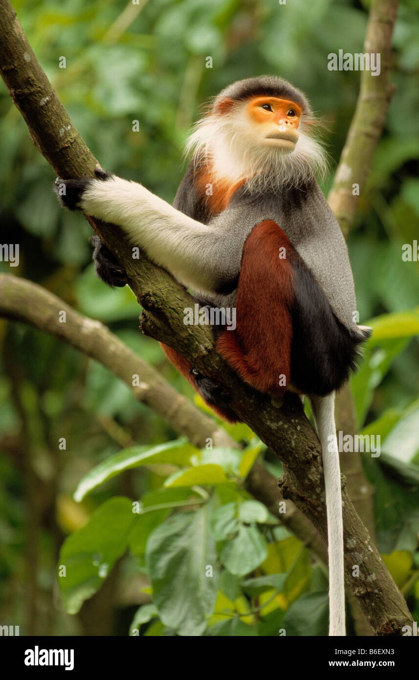 RED-SHANKED DOUC MONKEY or Douc Langur Pygathrix nemaeus nemaeus Stock ...