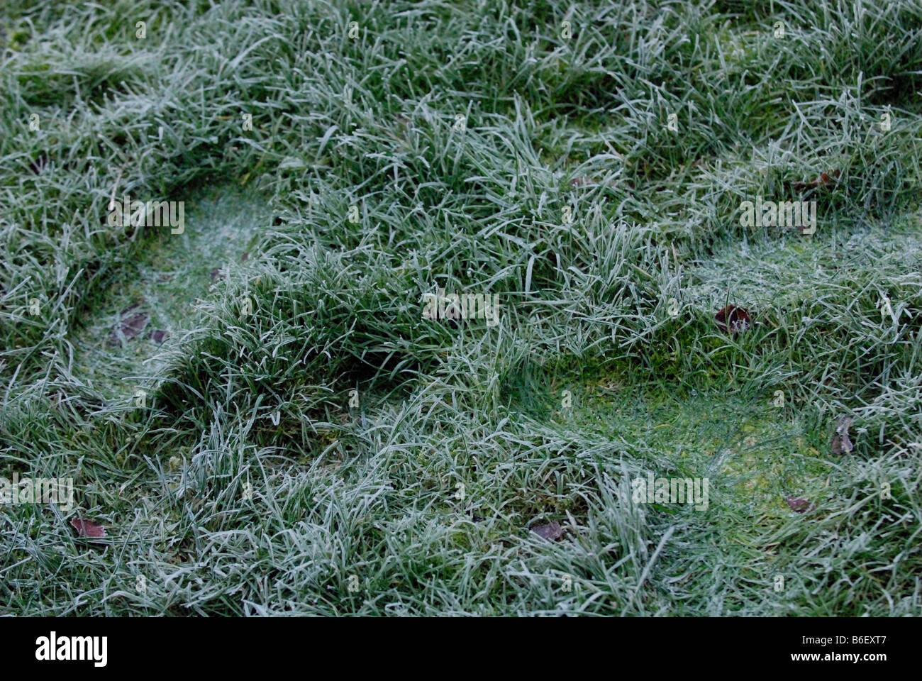 footprints in frost covered grass Stock Photo - Alamy