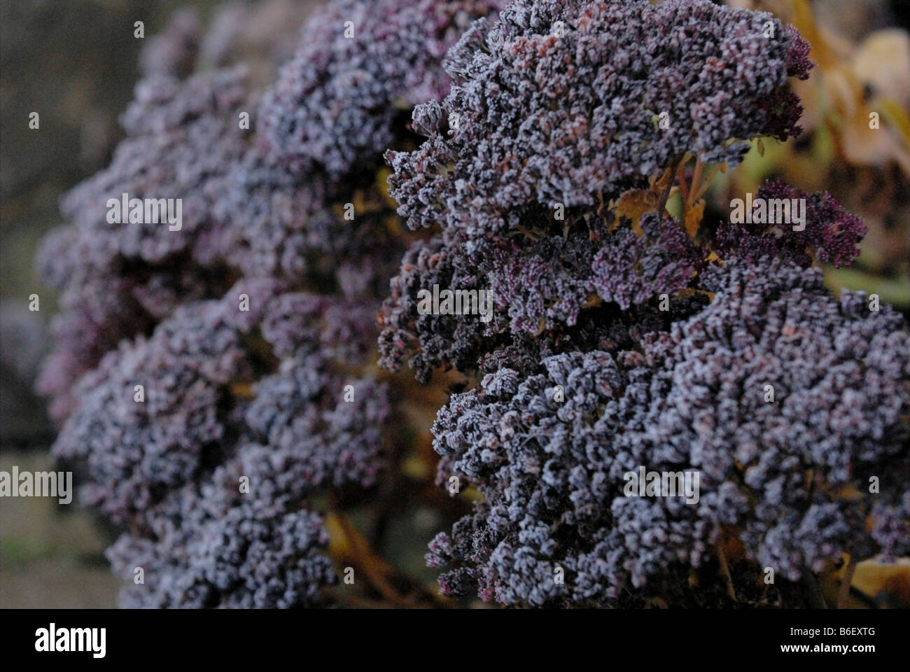 frost on a purple flowers Stock Photo - Alamy