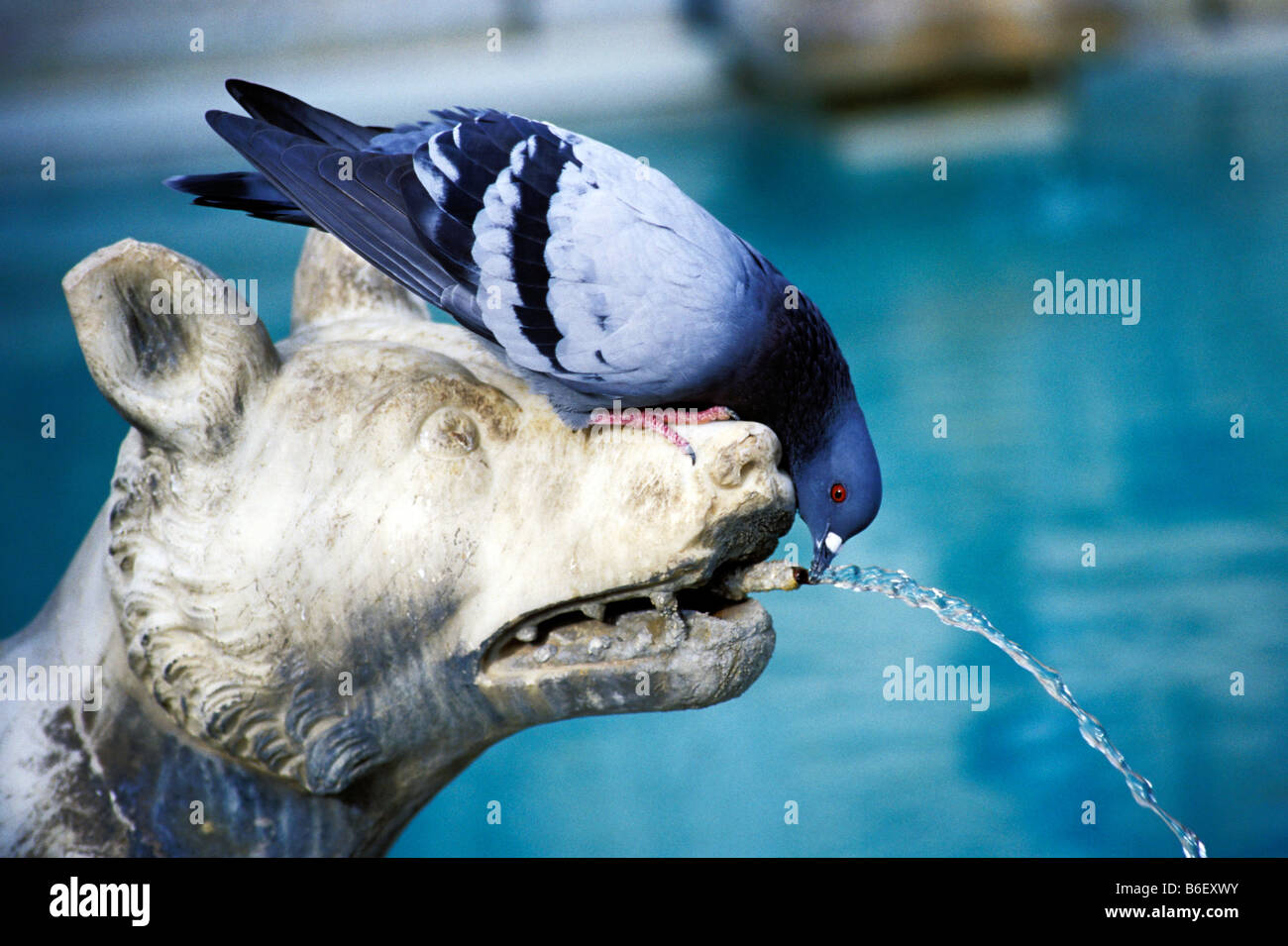 Rock Dove (columba livia) drink in a fountain in Siena Italy Stock ...