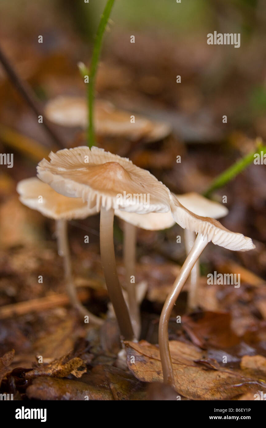 Fungus of coniferous forests hi-res stock photography and images - Alamy