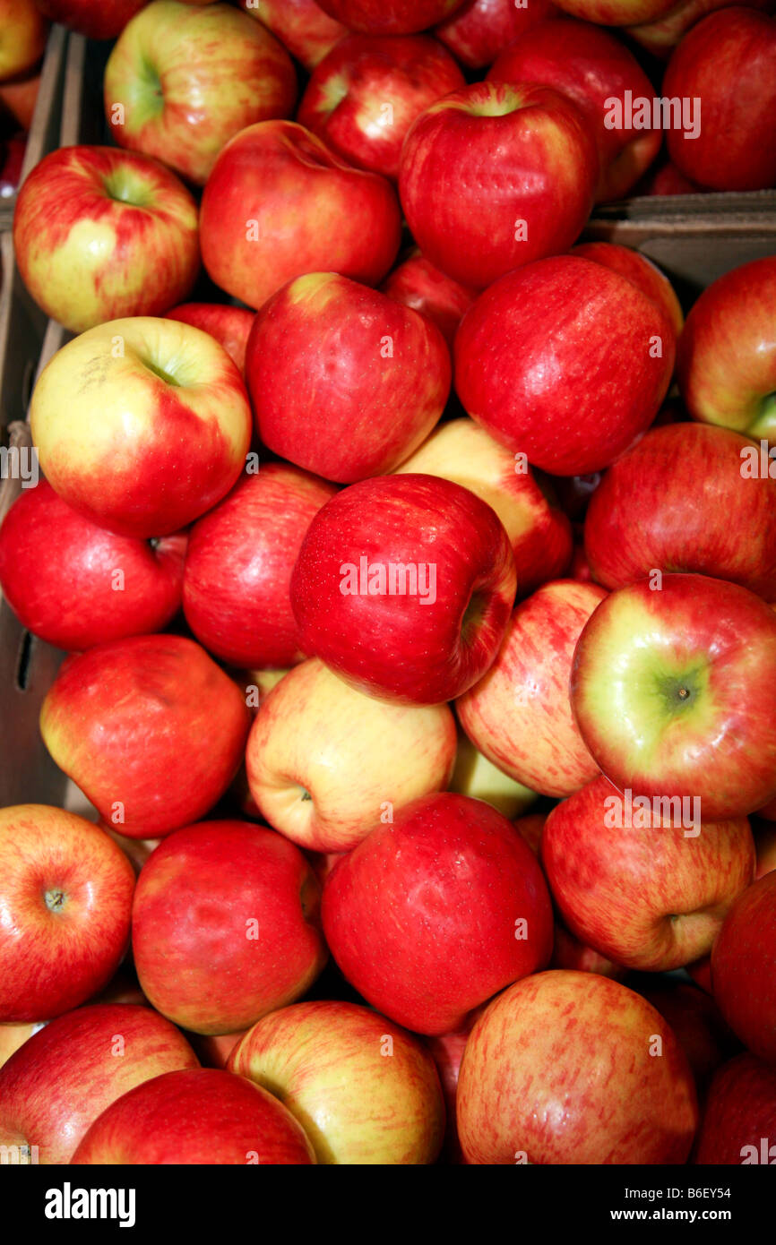 Display of McIntosh Apples Stock Photo - Alamy