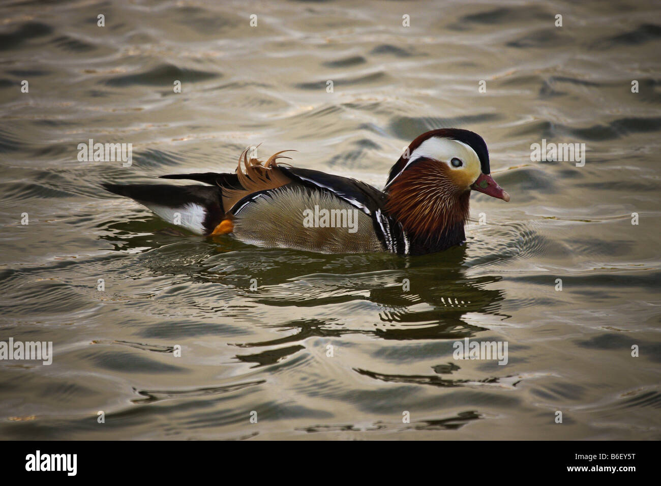 Female wood duck or Carolina duck Stock Photo - Alamy