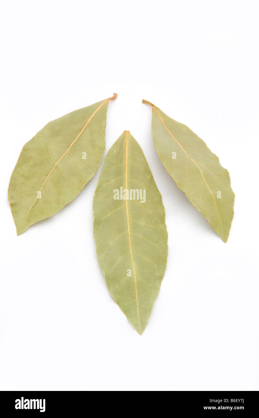Three bay leaves Stock Photo - Alamy