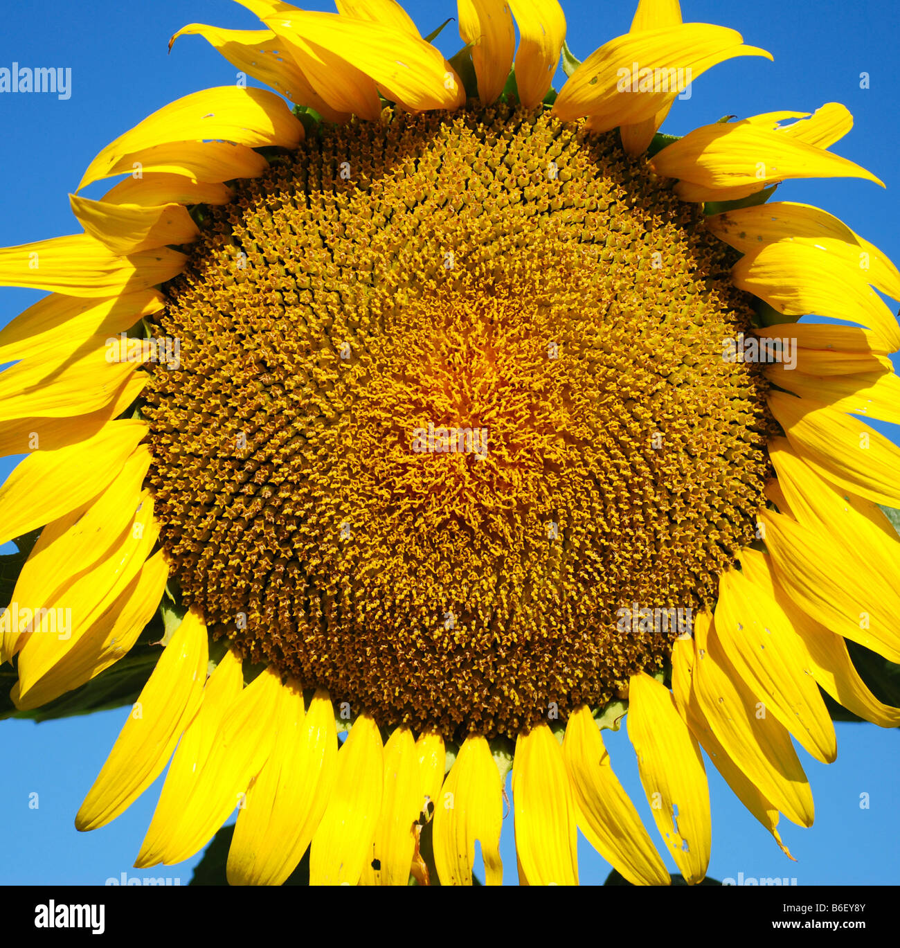 Full image of a sunflower Stock Photo - Alamy