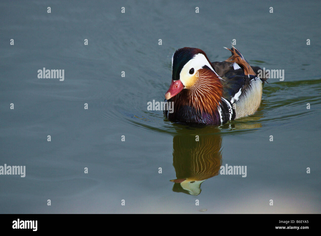 Aix species hi-res stock photography and images - Alamy