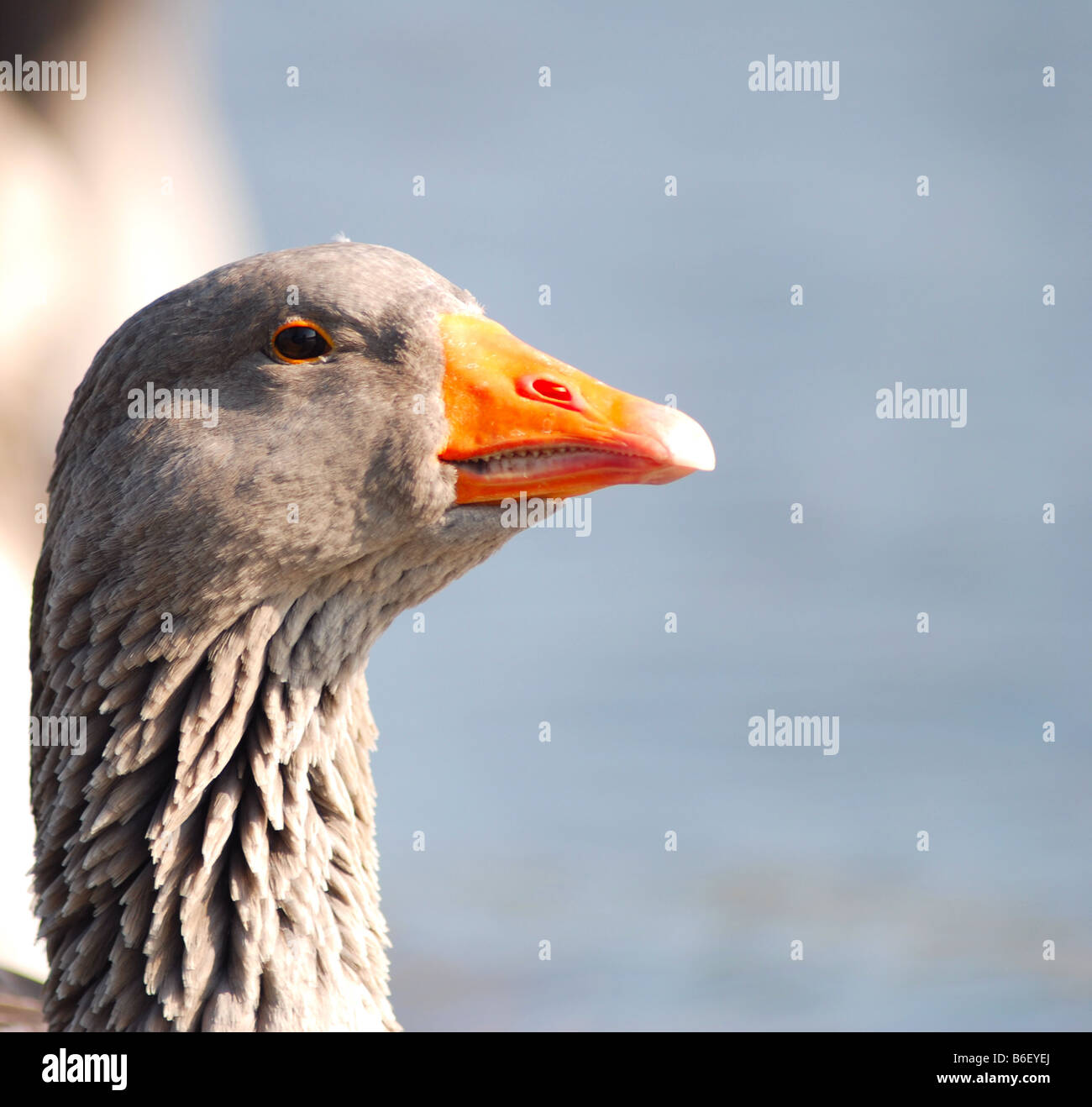 Canadian Geese Teeth
