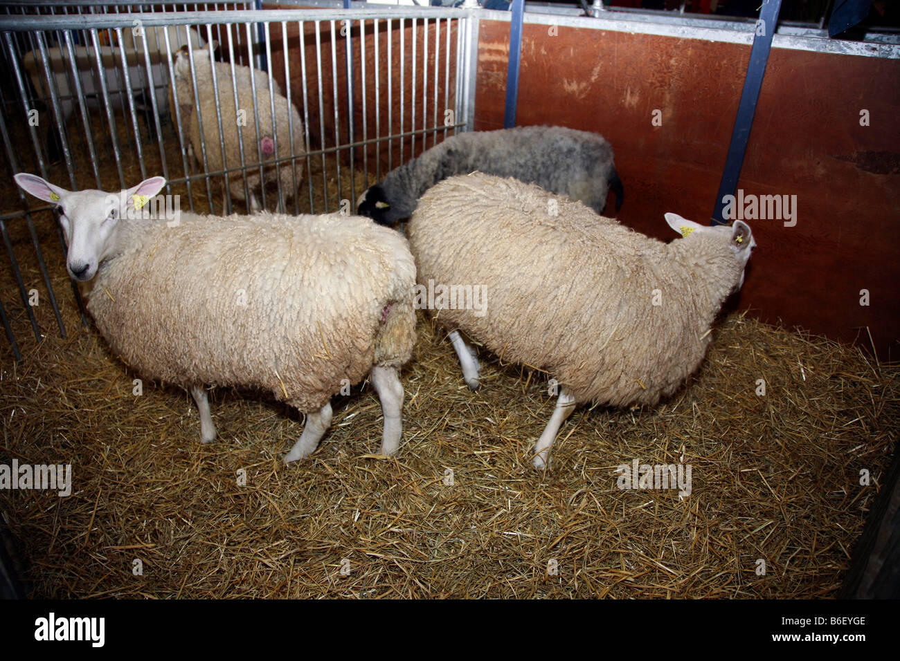 Sheep judging at the Royal Canadian Agricultural Winter Fair, Toronto ...