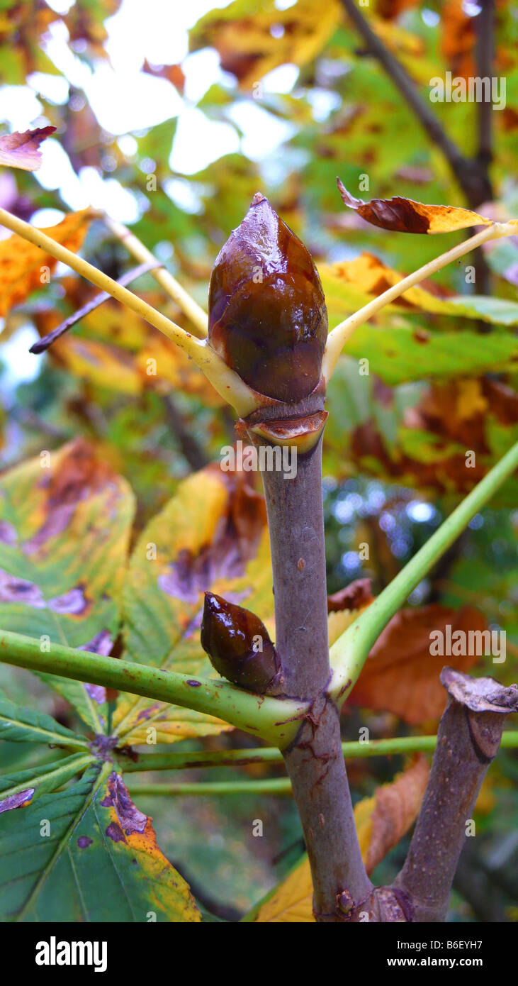 common horse chestnut (Aesculus hippocastanum), bud with resin Stock ...