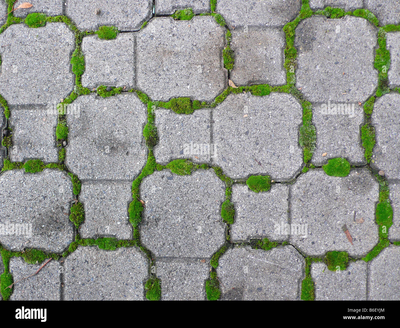 moss at pavement Stock Photo - Alamy