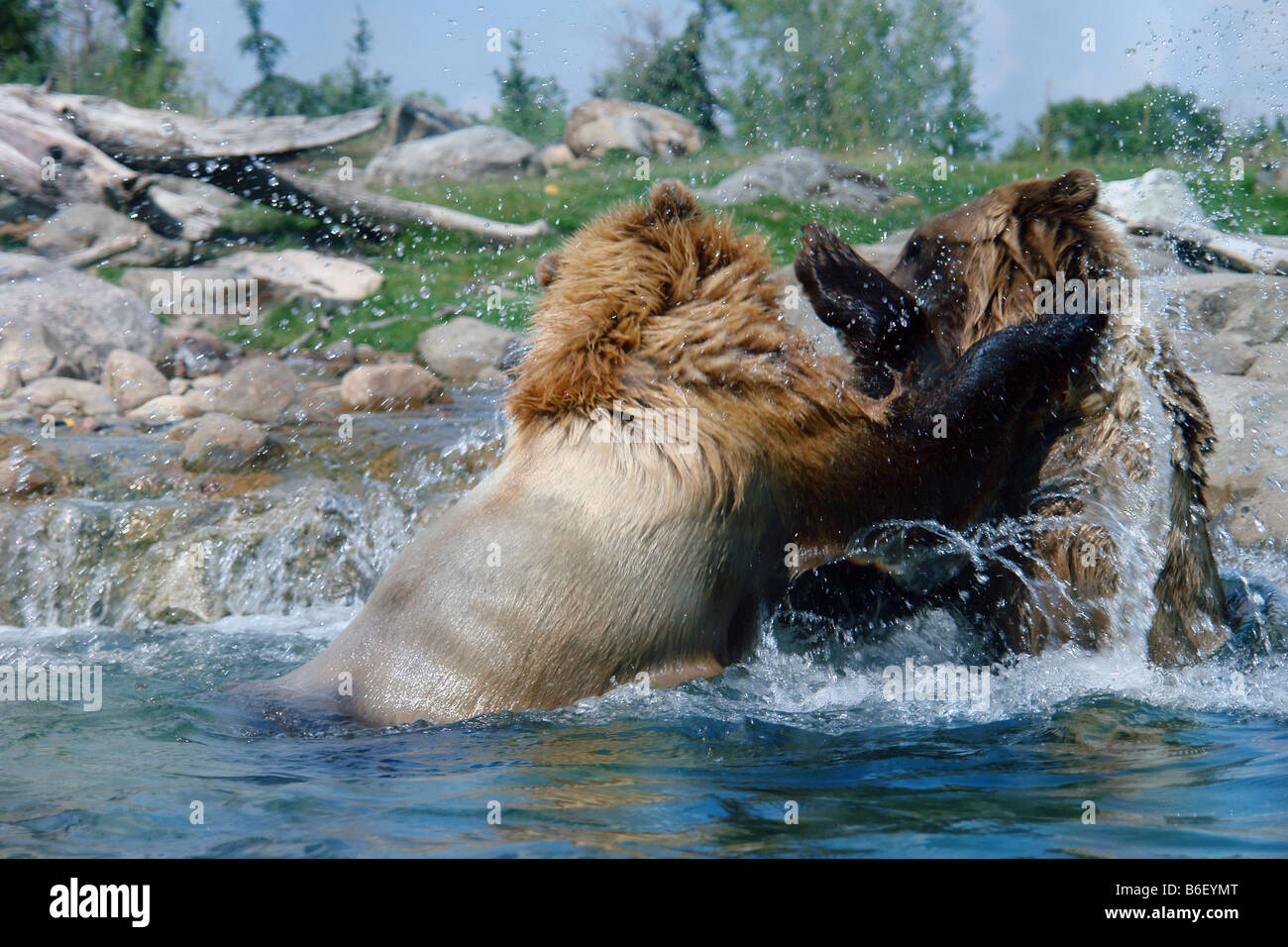 Two Bears Fighting Stock Photo - Alamy