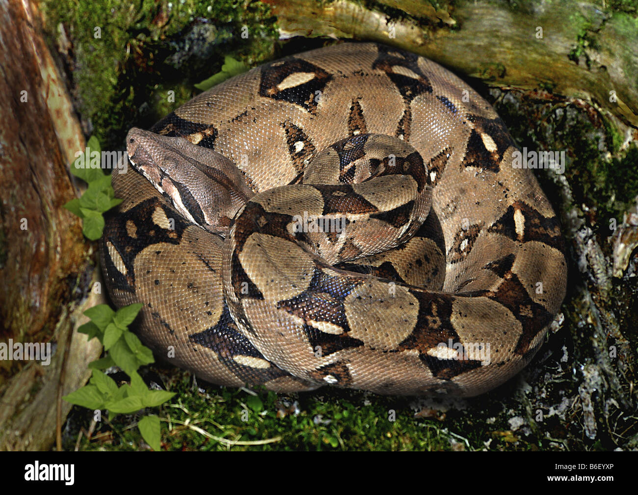 Red-tailed Boa (Boa constrictor), lys rolled up in forest Stock Photo ...