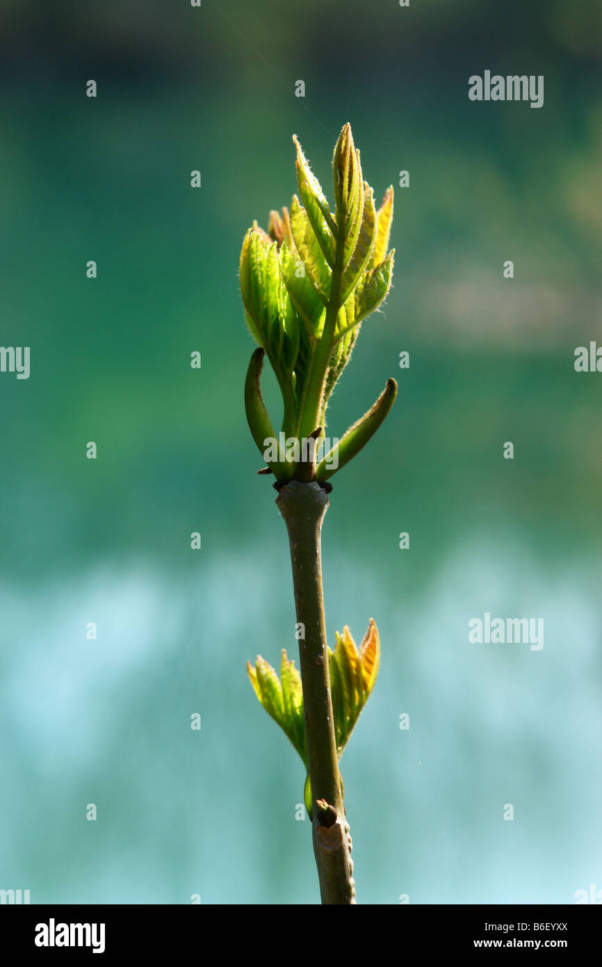 a sprout at spring time Stock Photo - Alamy