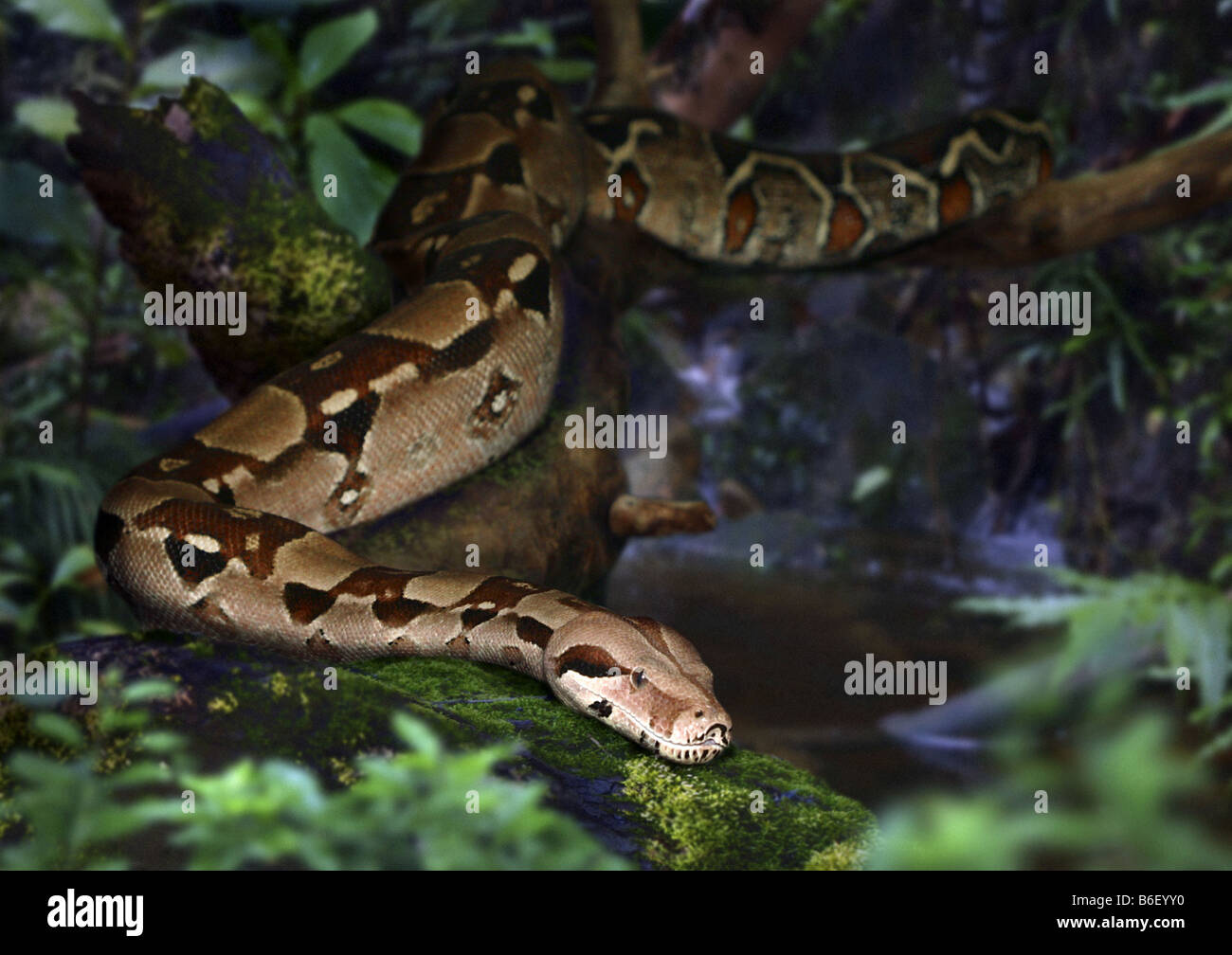 Red-tailed Boa (Boa constrictor), creeps in rain forest Stock Photo - Alamy