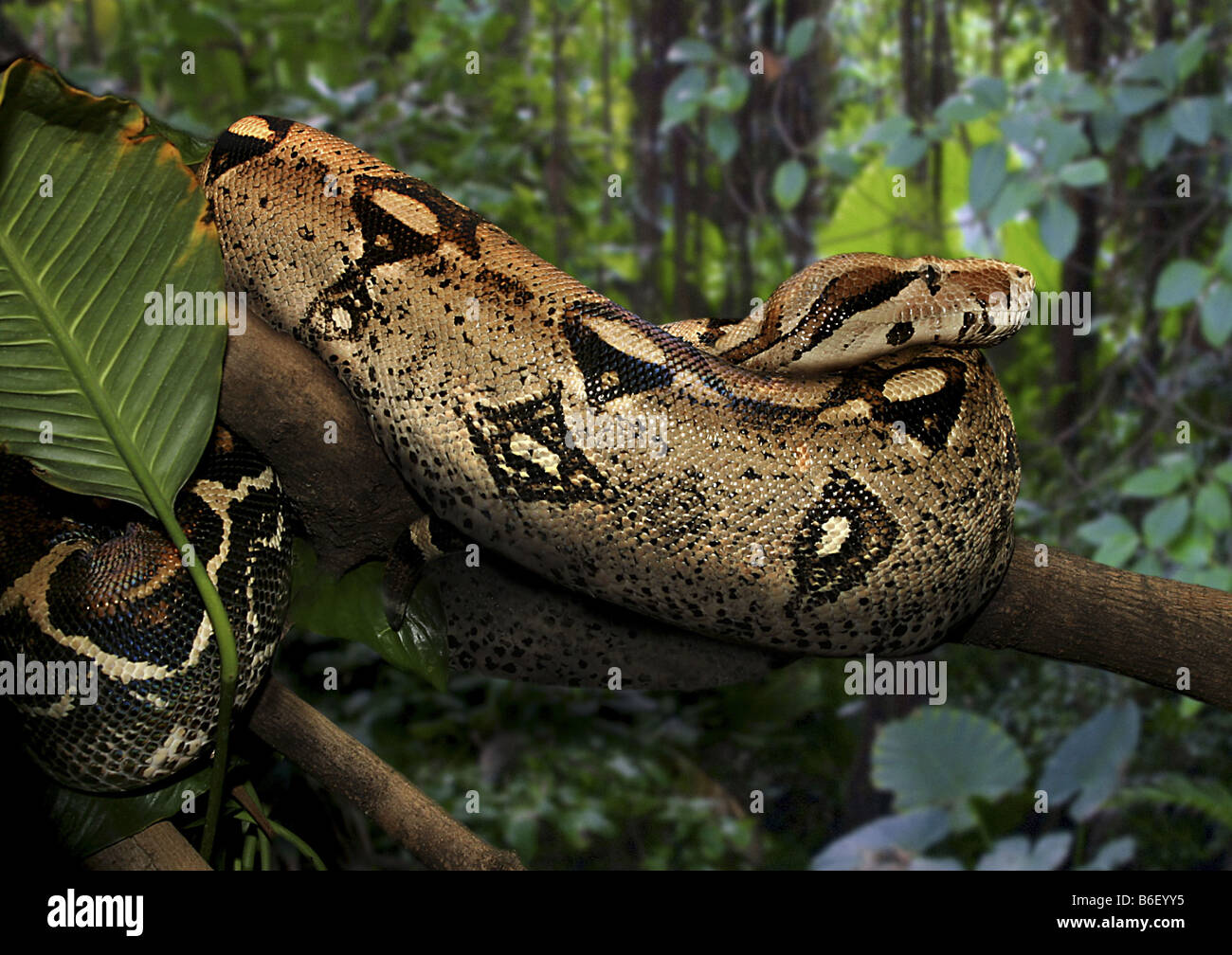 Red-tailed Boa (Boa constrictor), on a branch in rainforest Stock Photo ...