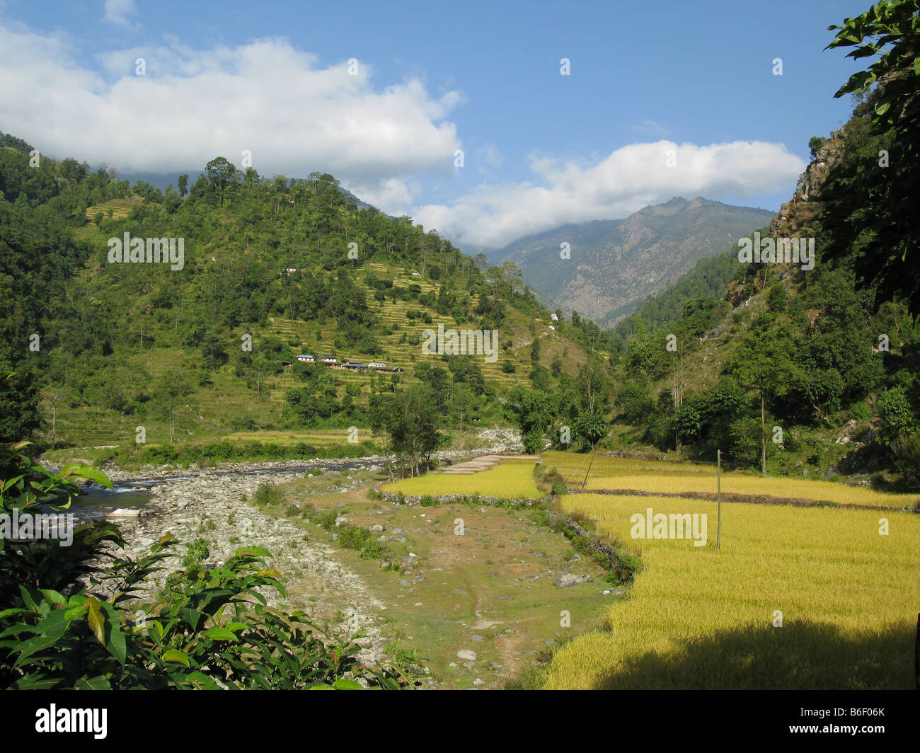 Rice fields in the Bhurungdi river valley between Birethanti and Ulleri ...